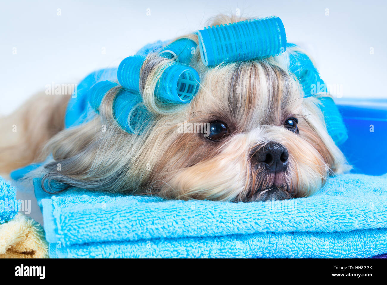 Blue And White Shih Tzu