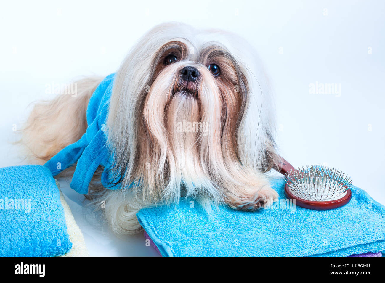Shih tzu dog hair style in grooming salon concept. On white background ...