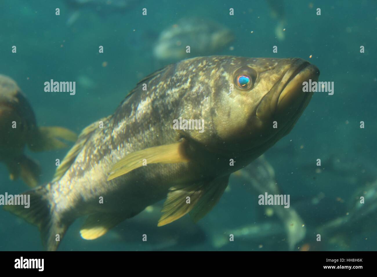 Fish in catalina hi-res stock photography and images - Alamy