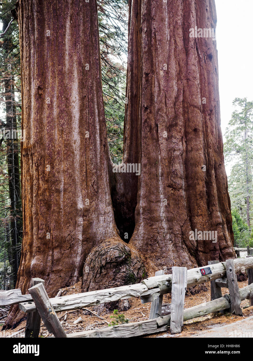 Siamese twin giant redwood tress growing together at Grant Grove in the ...
