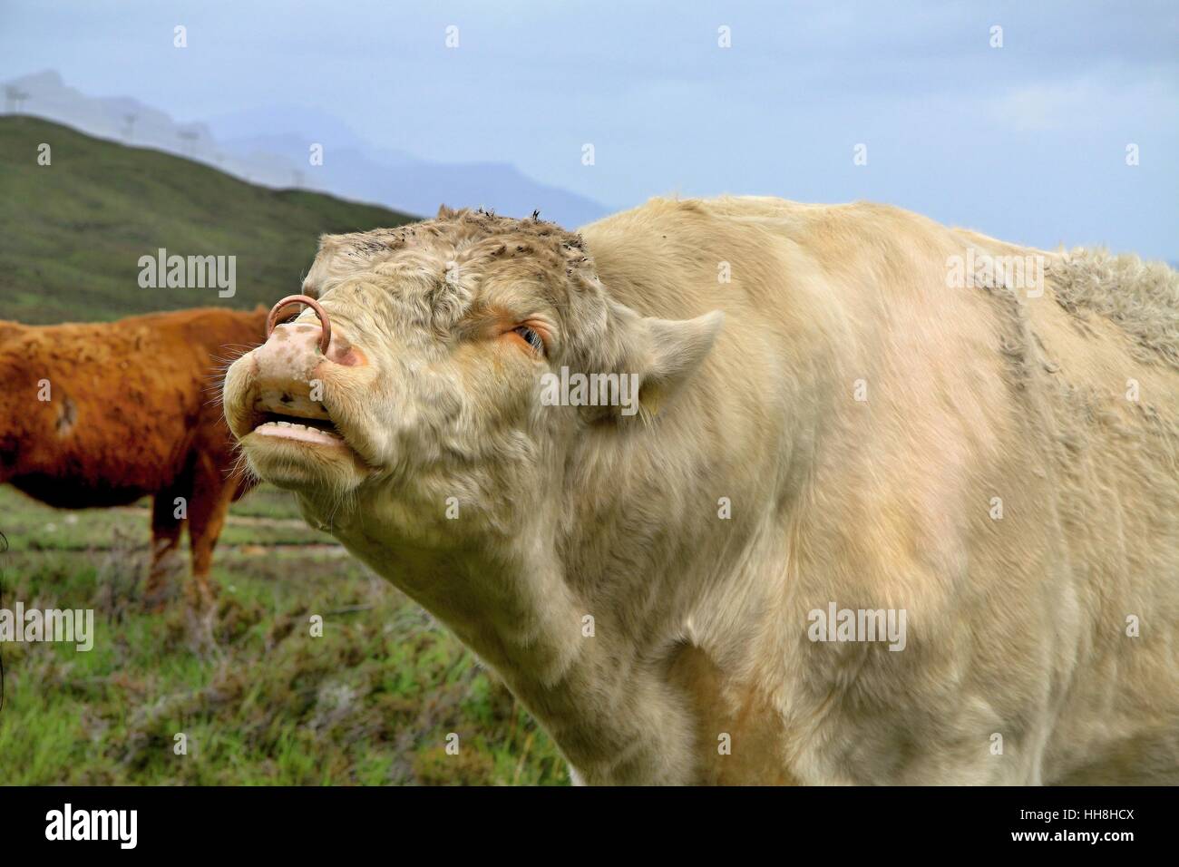 White shorthorn cattle cow bull hi-res stock photography and images - Alamy