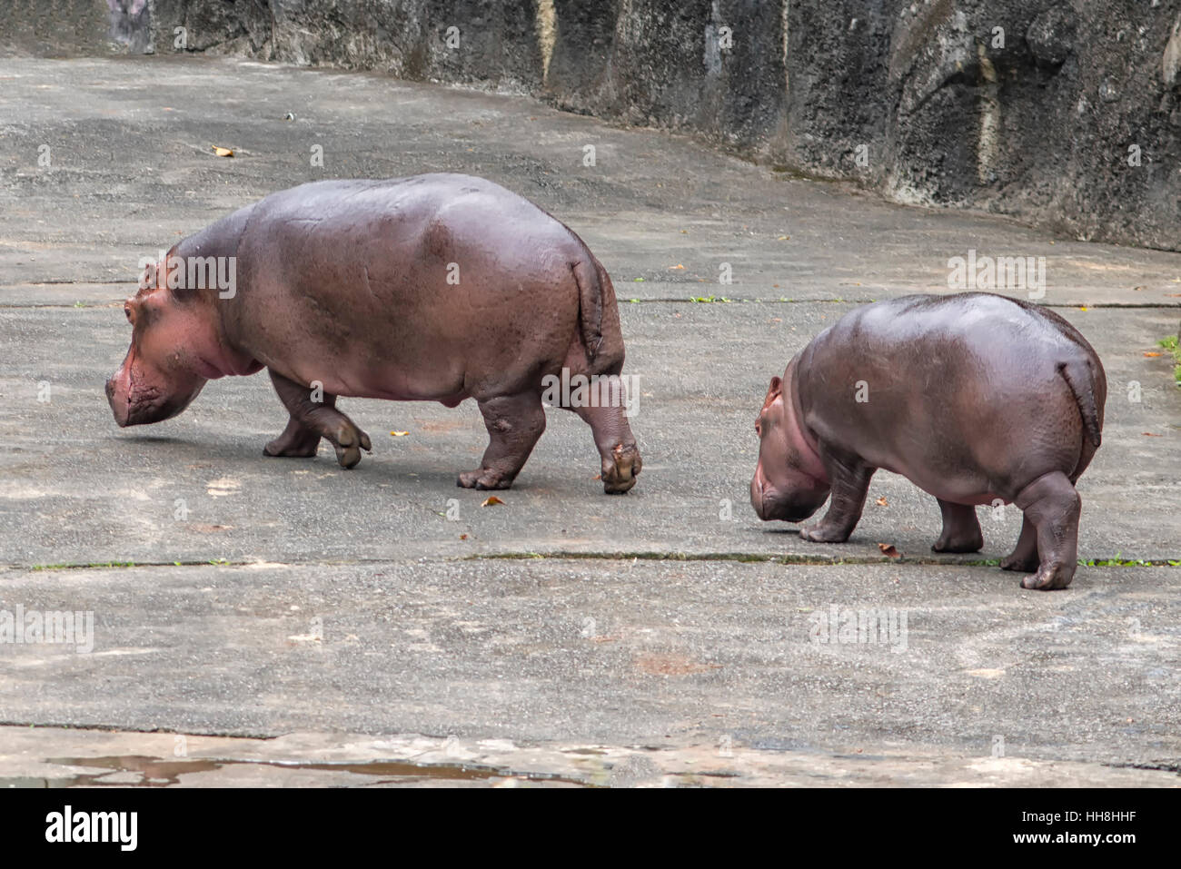 Pygmy Hippopotamus In Taipei Zoo, Taiwan Stock Photo - Alamy