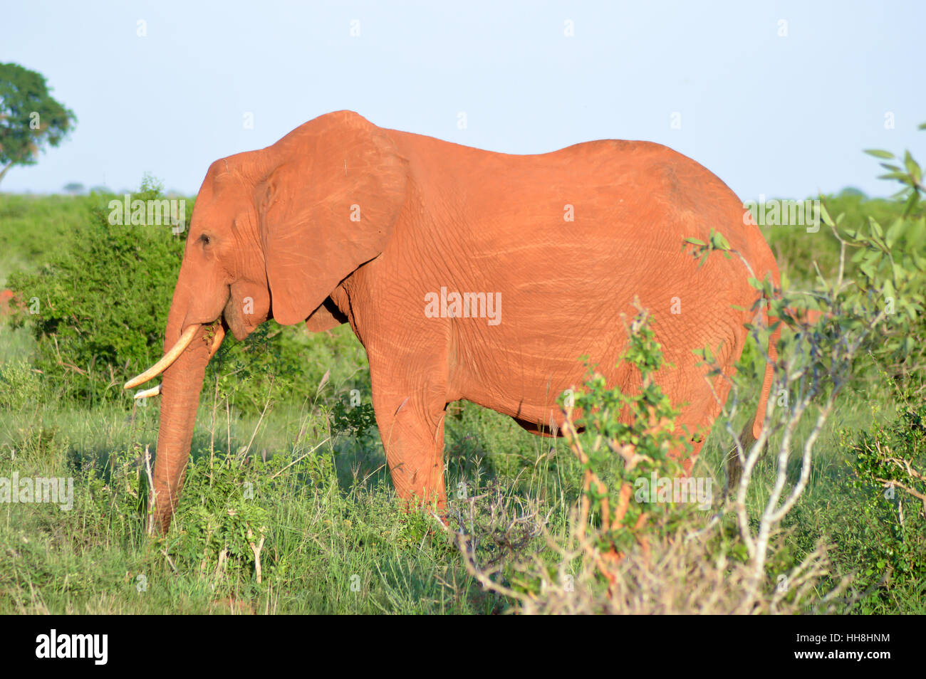 Red Elephant isolated in the savannah of Tsavo East park in Kenya Stock ...