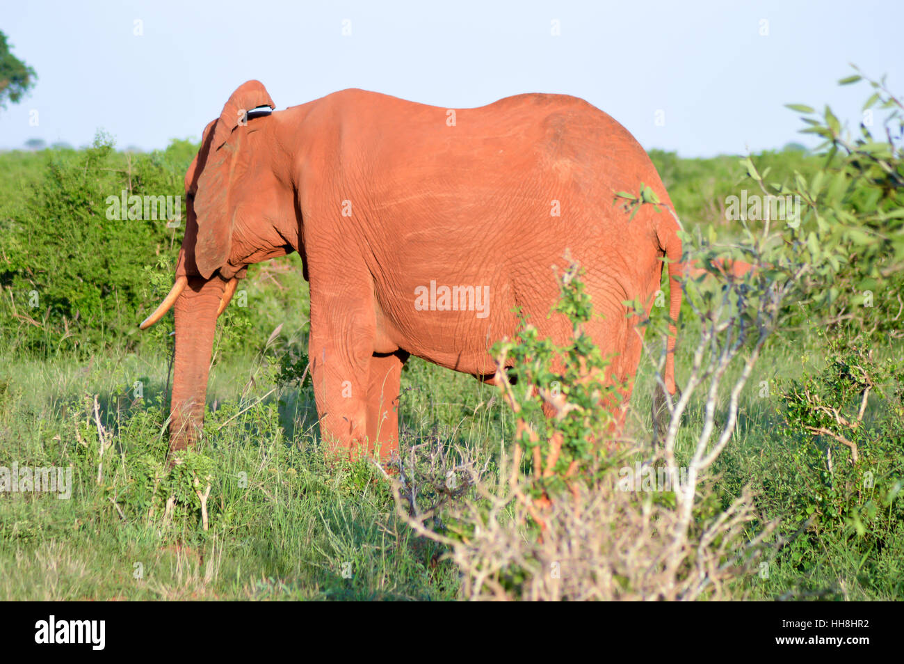 Red Elephant isolated in the savannah of Tsavo East park in Kenya Stock ...