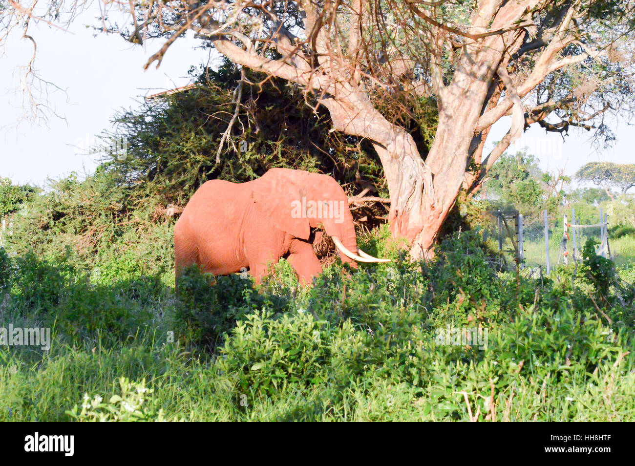 Red Elephant isolated in the savannah of Tsavo East park in Kenya Stock ...