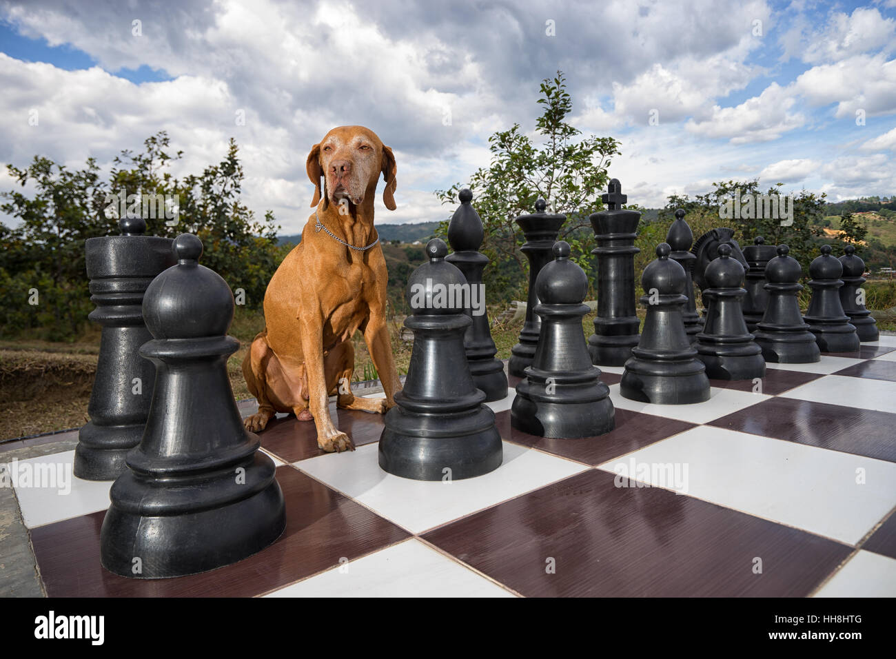 dog sitting on chess board outdoors Stock Photo - Alamy