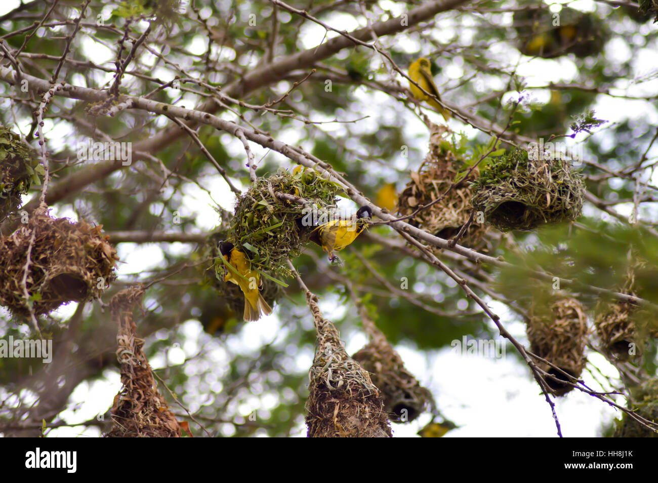 Two weavers occupy at the making of their nests Stock Photo - Alamy