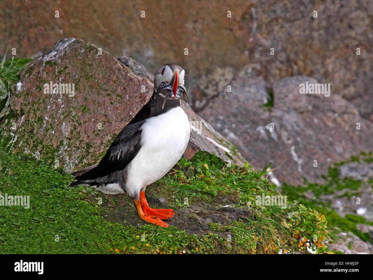 Atlantic puffin fish chick hi-res stock photography and images - Alamy