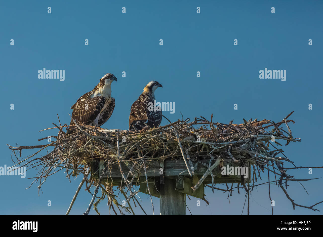 Nesting platform hi-res stock photography and images - Alamy