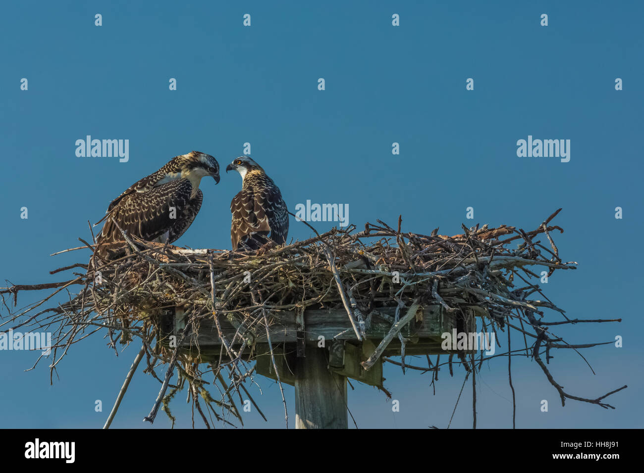 Nesting platform hi-res stock photography and images - Alamy