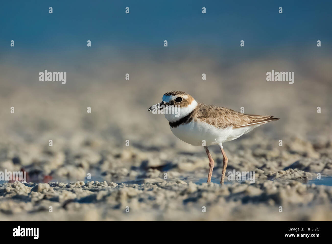 Wilson's Plover, Charadrius wilsonia, along lagoon shore at Tigertail ...