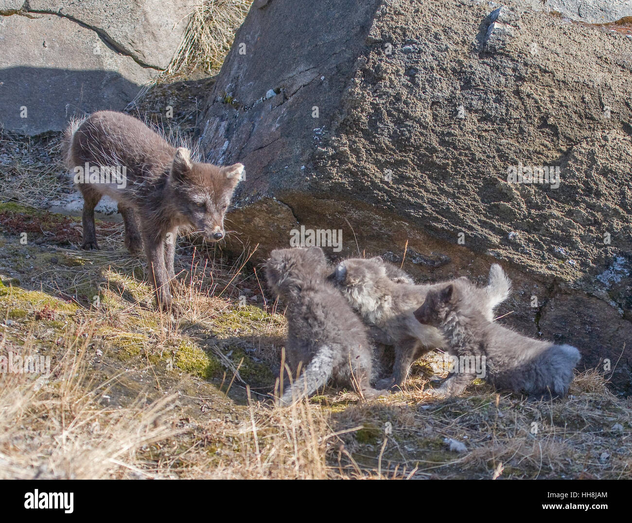 Arctic fox father greeted by his young kits Stock Photo - Alamy