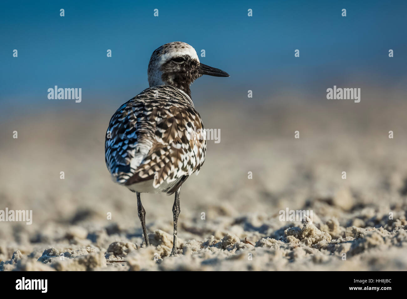 Black-bellied Plover, Pluvialis squatarola, along lagoon beach at ...