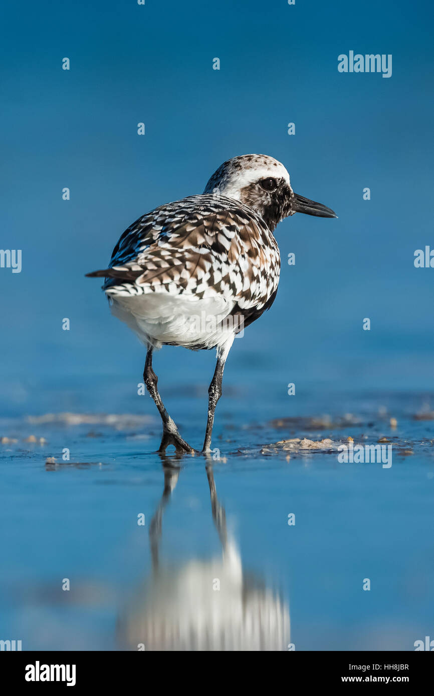 Black-bellied Plover, Pluvialis squatarola, along lagoon beach at ...