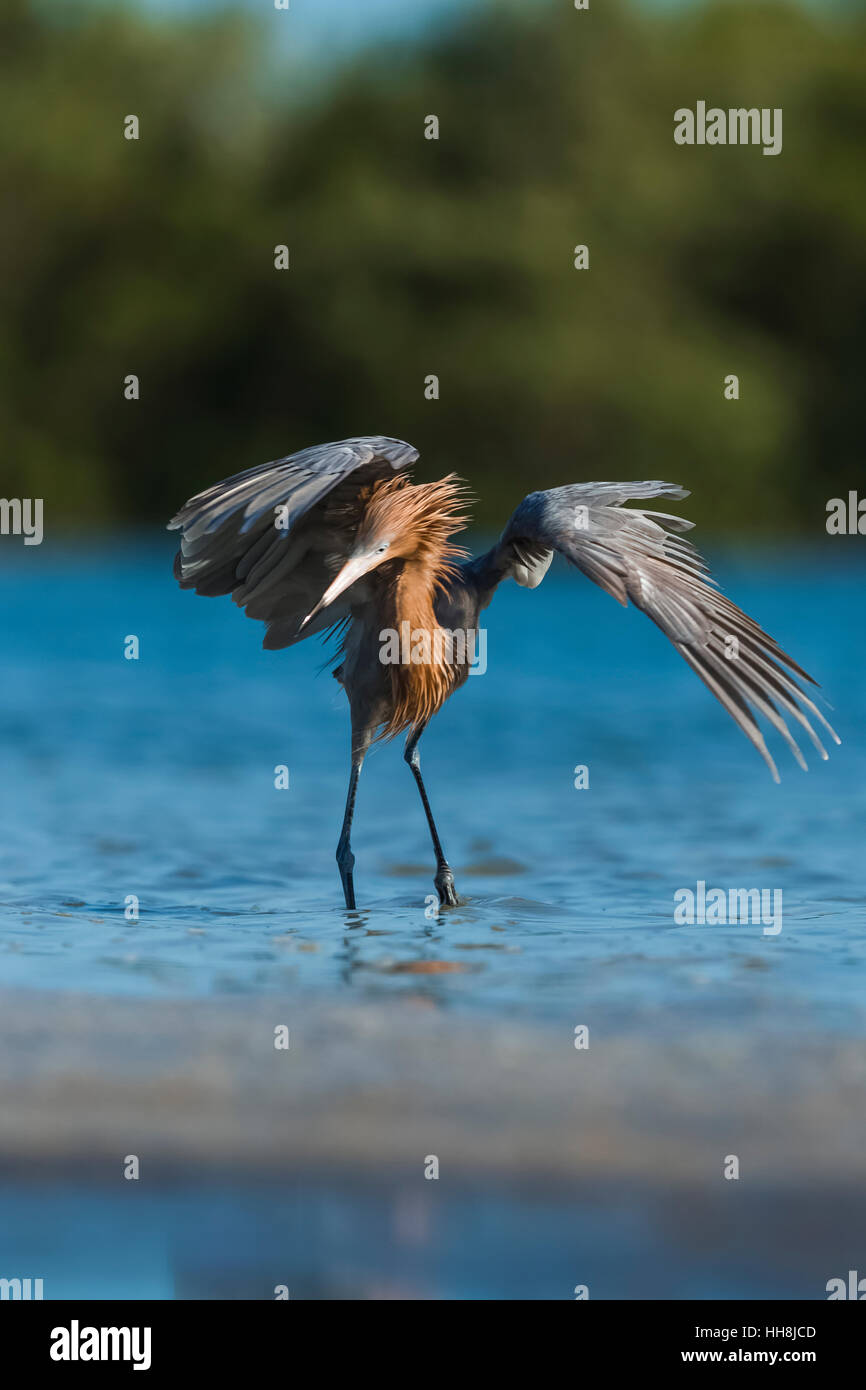 Reddish Egret, Egretta rufescens, adult in dark morph plumage foraging ...