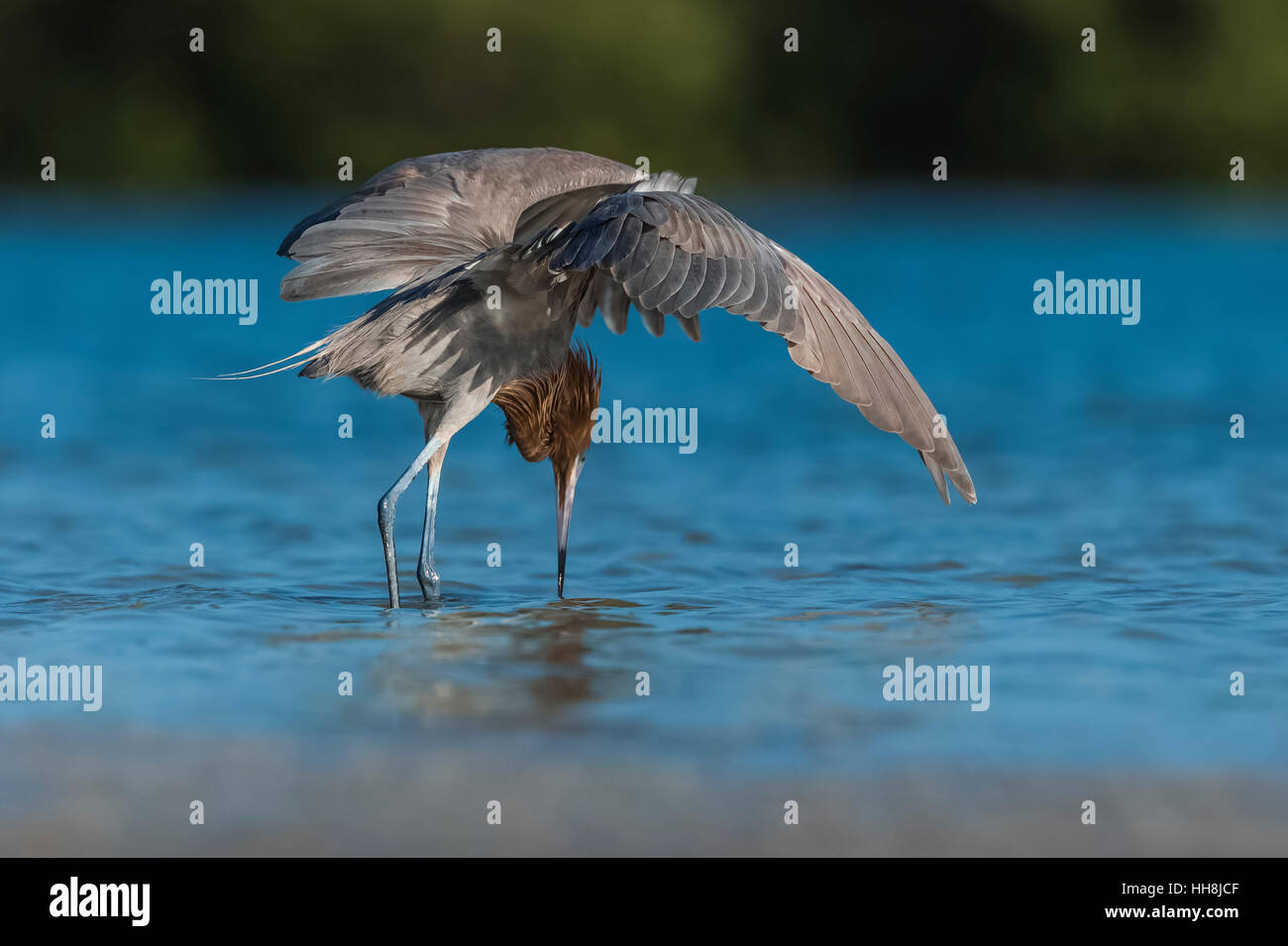 Reddish Egret, Egretta rufescens, adult in dark morph plumage foraging ...