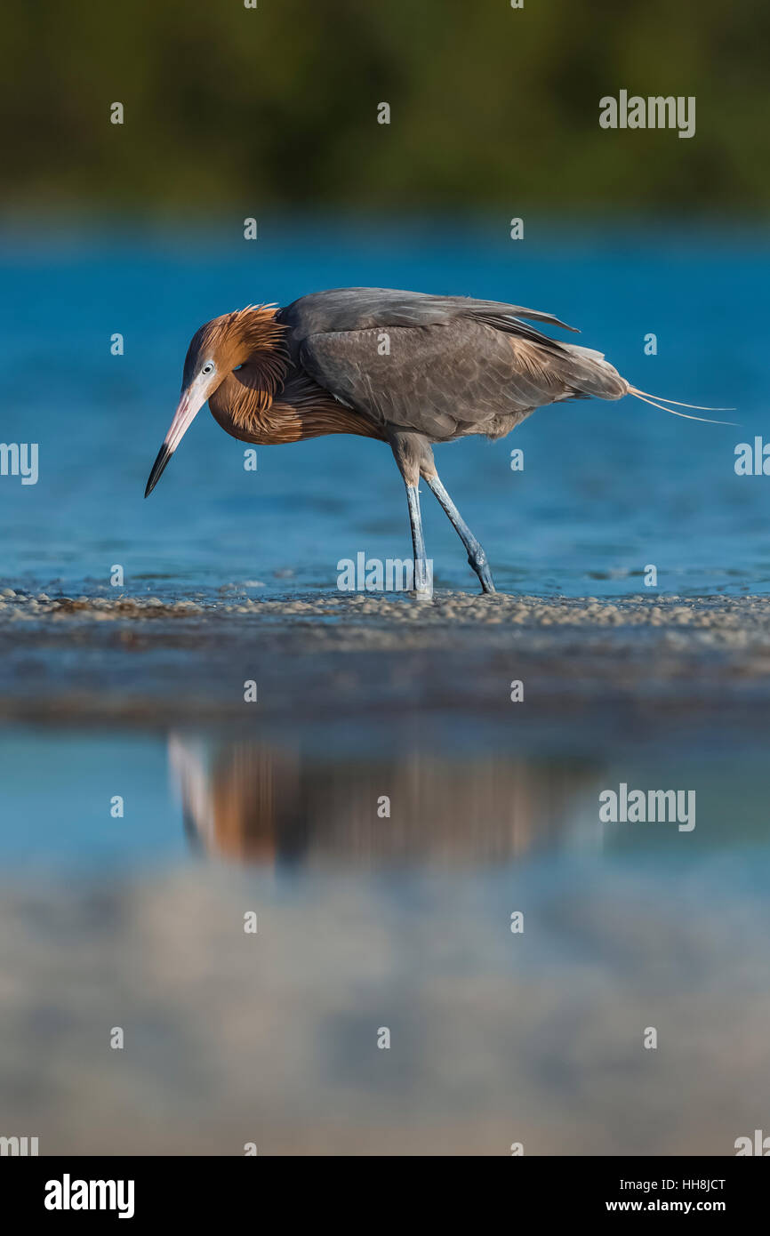 Reddish Egret, Egretta rufescens, adult in dark morph plumage foraging ...