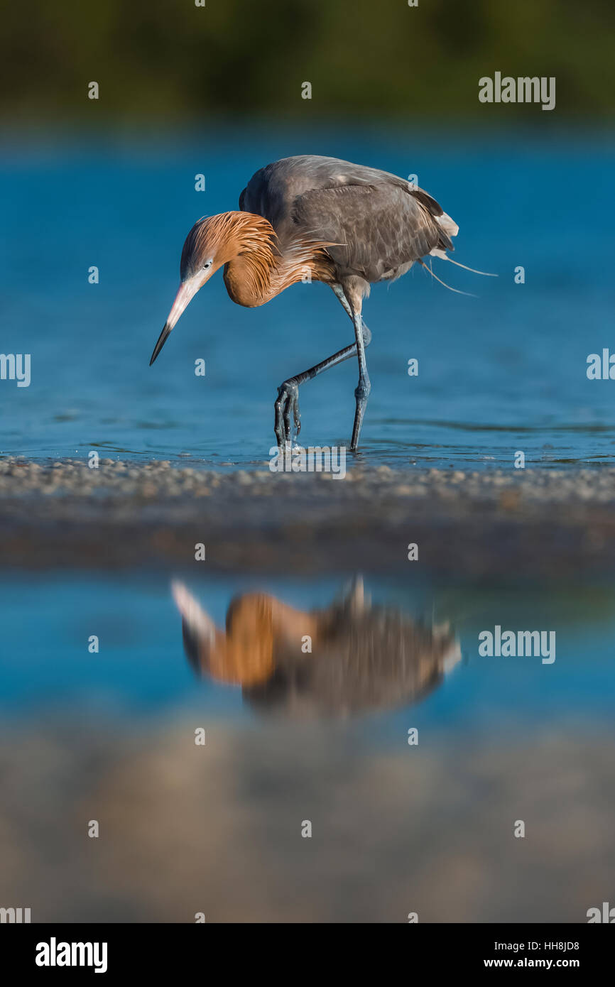 Reddish Egret, Egretta rufescens, adult in dark morph plumage foraging ...