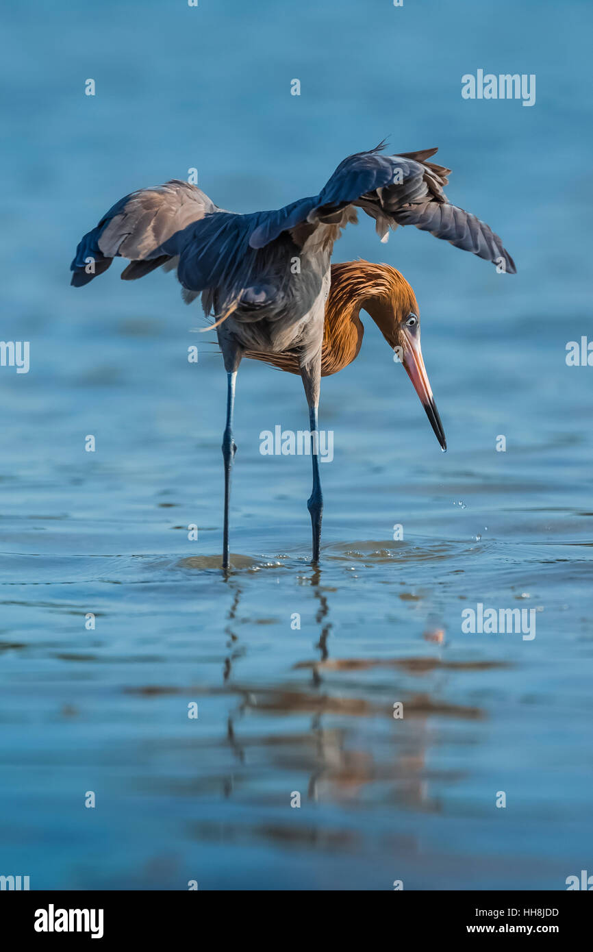 Reddish Egret, Egretta rufescens, adult in dark morph plumage foraging ...