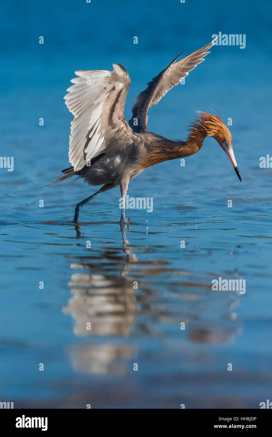 Reddish Egret, Egretta rufescens, adult in dark morph plumage foraging ...