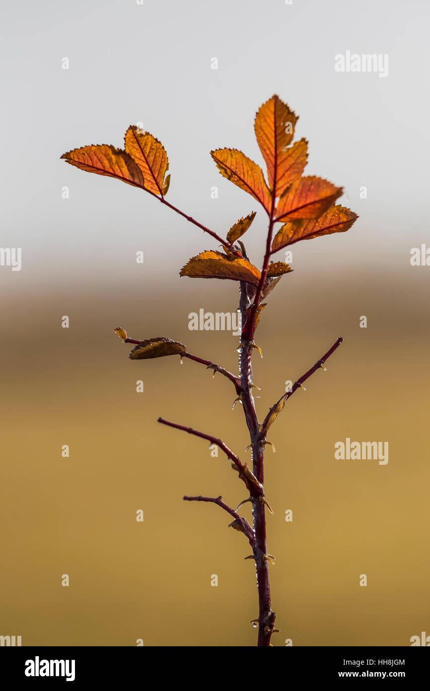 Autumn wild rose leaves in Malheur National Wildlife Refuge, Oregon ...