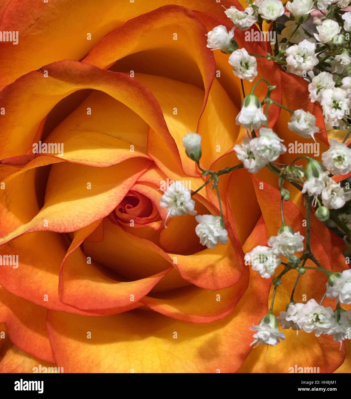White rose shop hi-res stock photography and images - Alamy