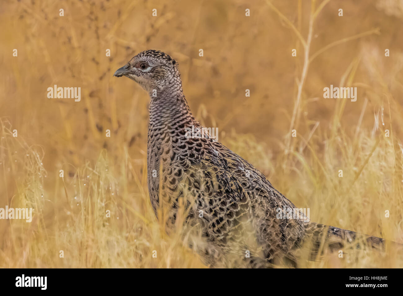 Ring-necked Pheasant, Phasianus colchicus, female in a meadow at ...
