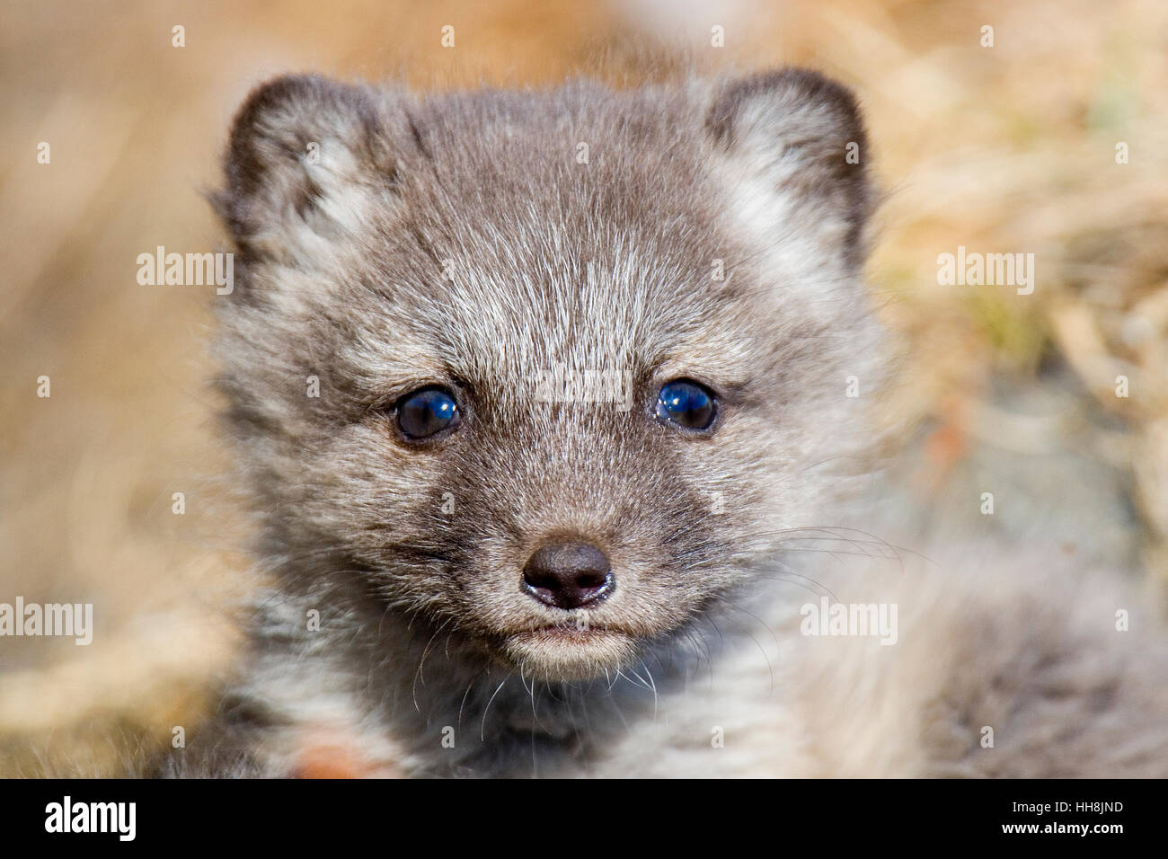 Arctic fox hi-res stock photography and images - Alamy