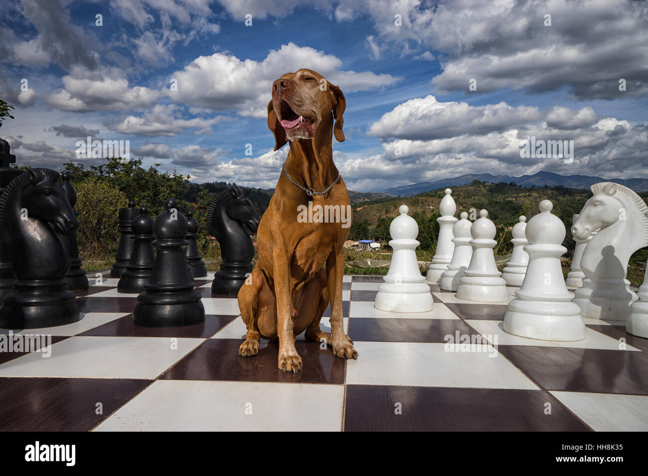 Golden chess pieces hi-res stock photography and images - Alamy