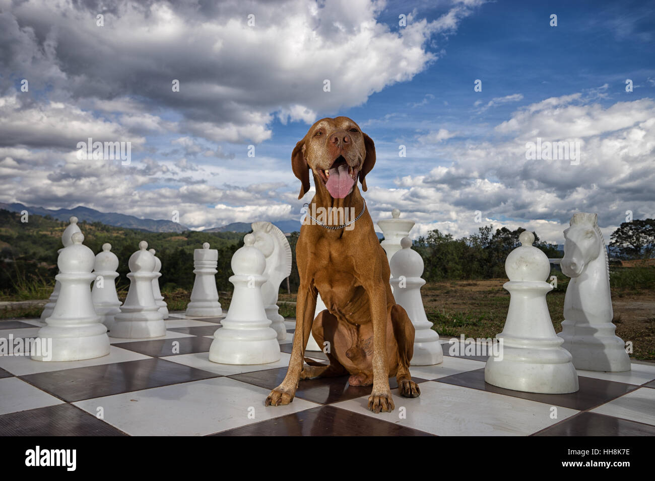 Hungarian Pointer, vizsla posing with the pieces of a lawn chess board ...