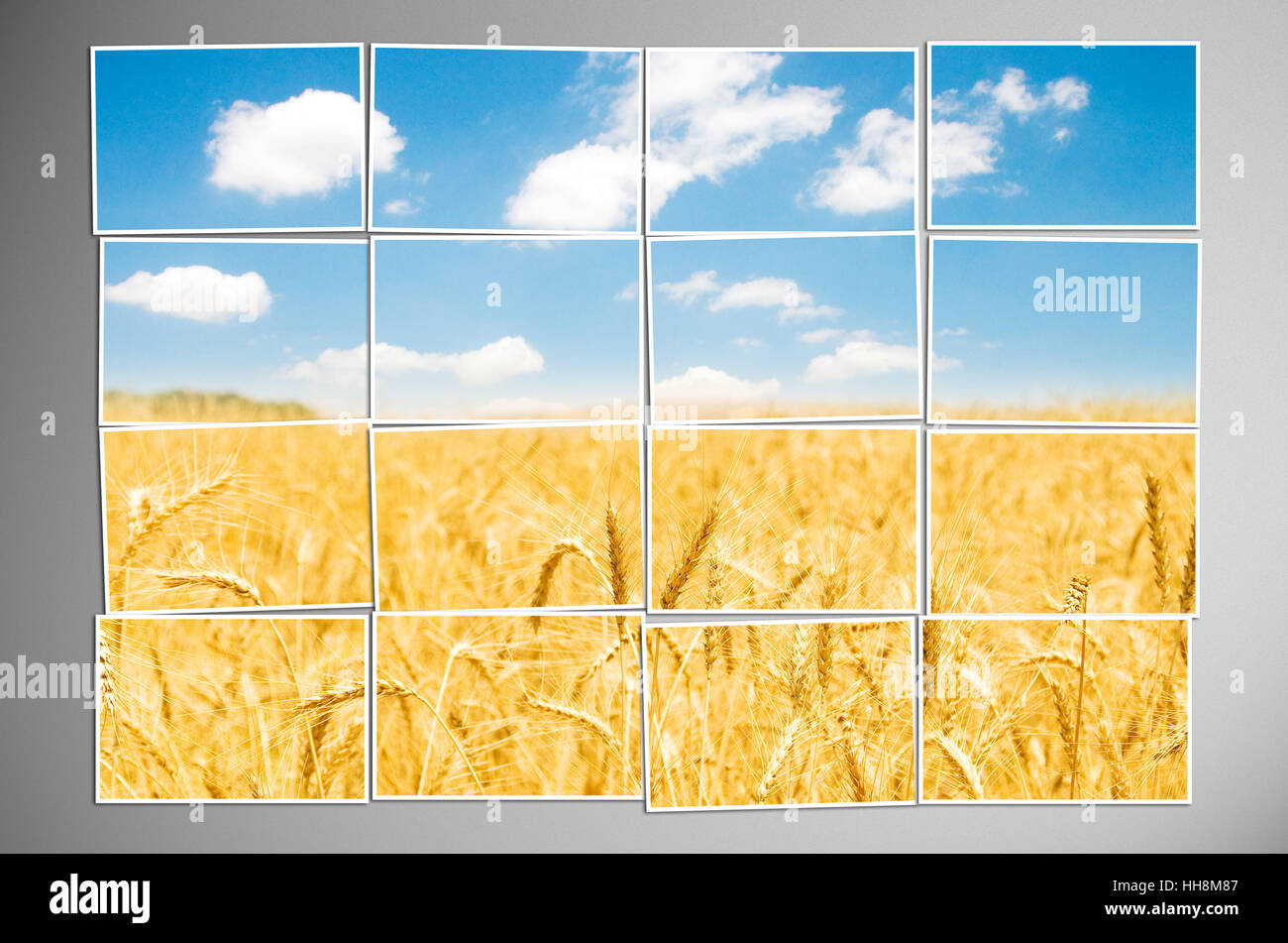 close, blue, bread, agriculture, farming, cloud, field, summer ...