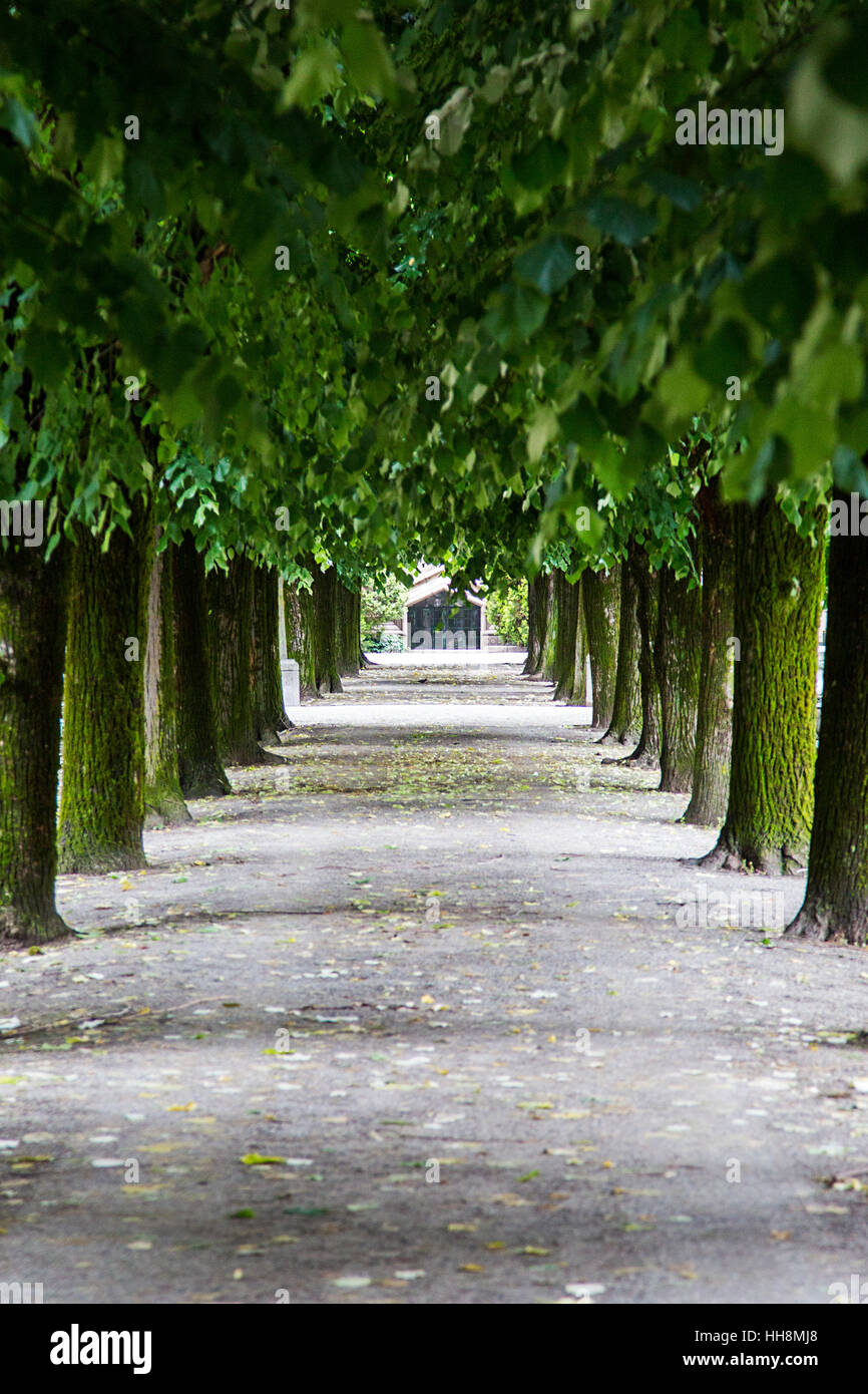 Park alley trees hi-res stock photography and images - Alamy