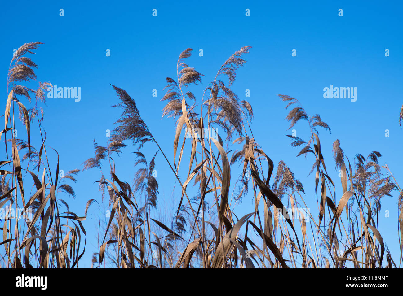 common reeds in South Norwood Country Park in Croydon in Winter Stock ...