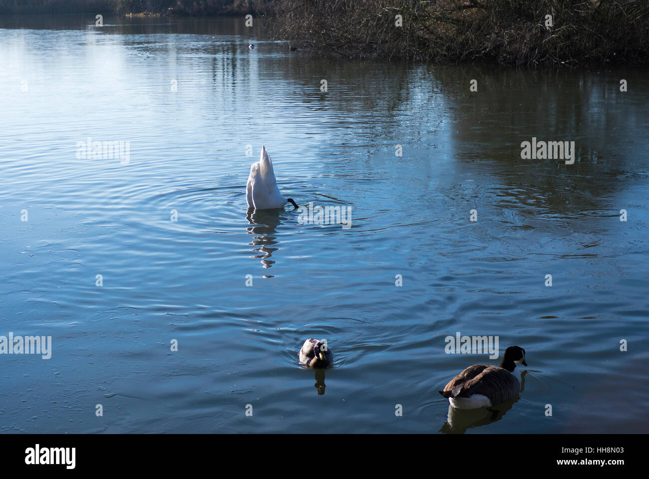 Swans diving hi-res stock photography and images - Alamy