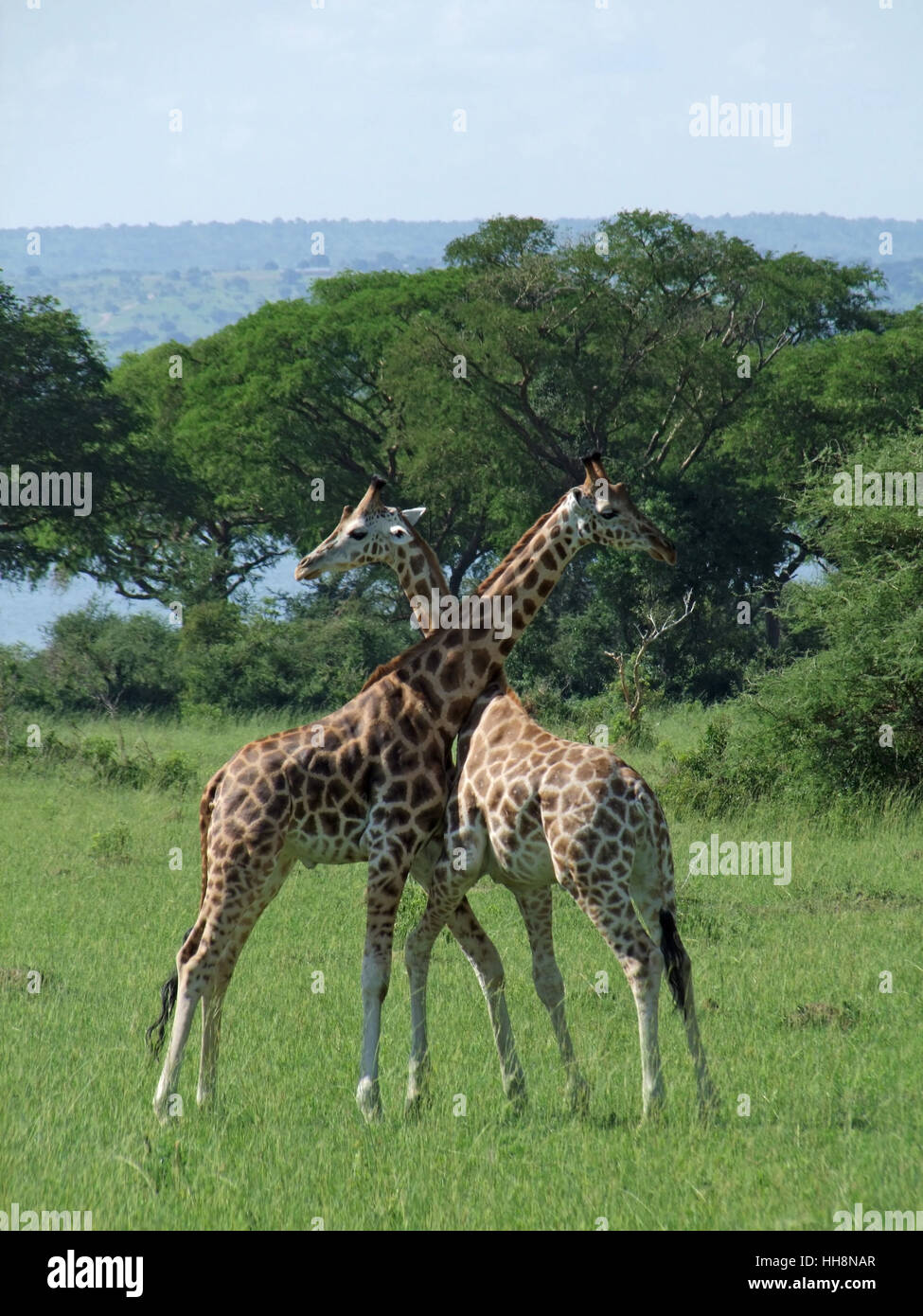 africa, confrontation, uganda, beautiful, beauteously, nice, tree ...