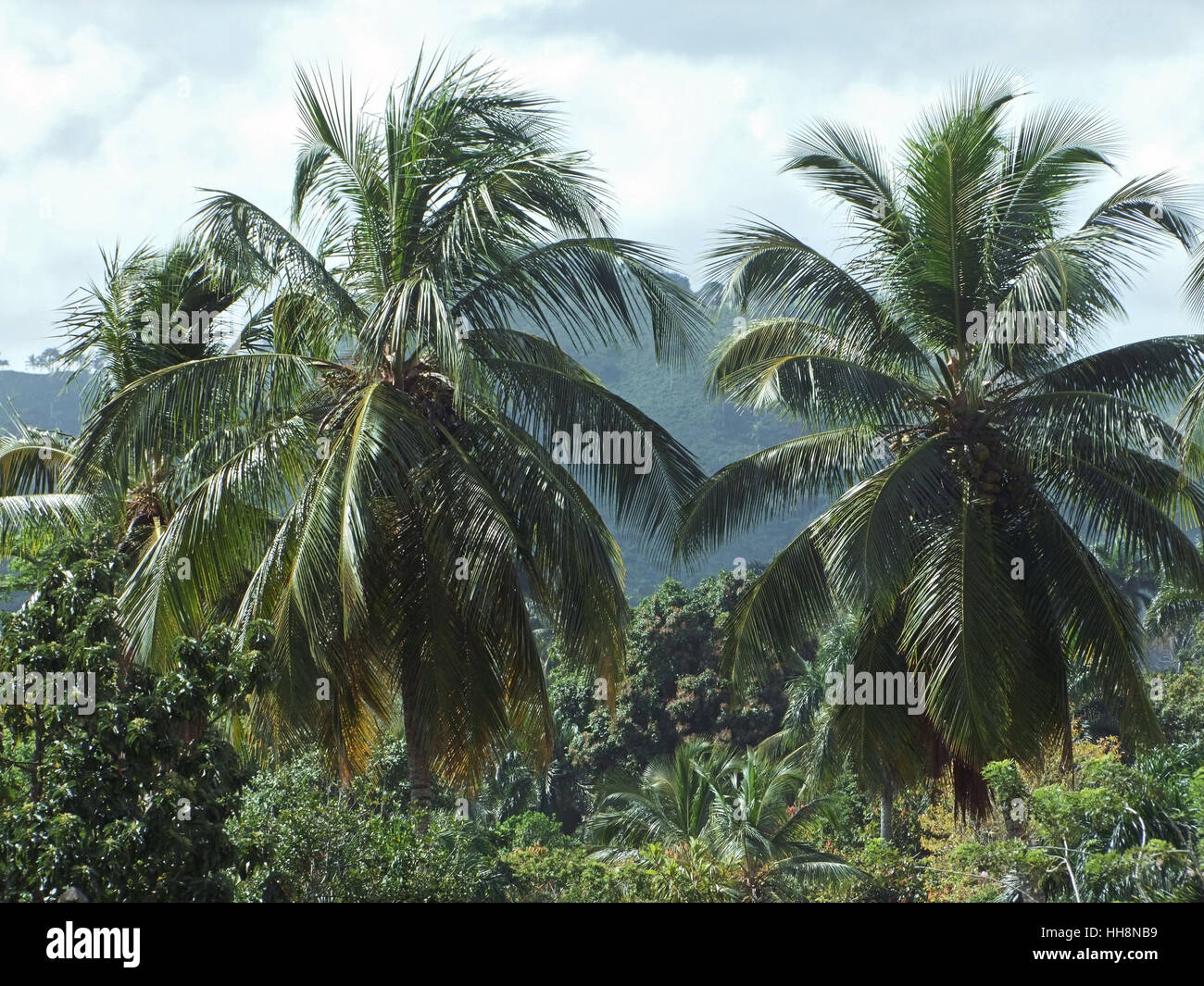 palm tree, caribbean, isle, island, tree, shine, shines, bright, lucent ...