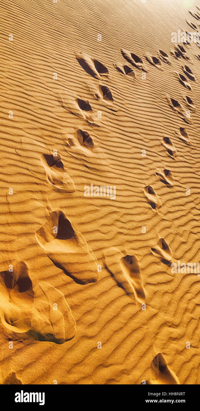 abstract texture line wave in oman the old desert and the empty quarter ...