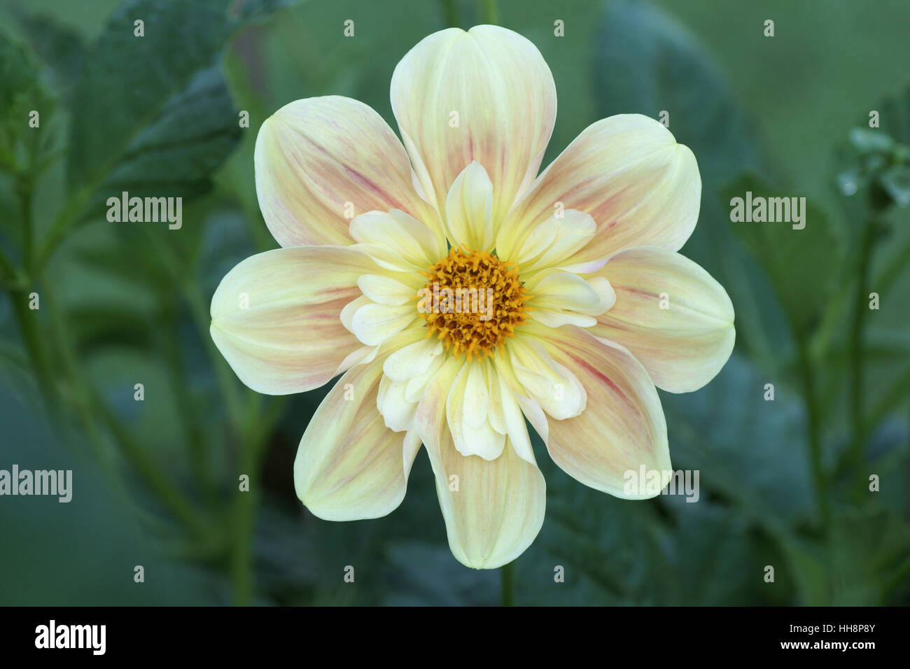 April heather dahlia hi-res stock photography and images - Alamy