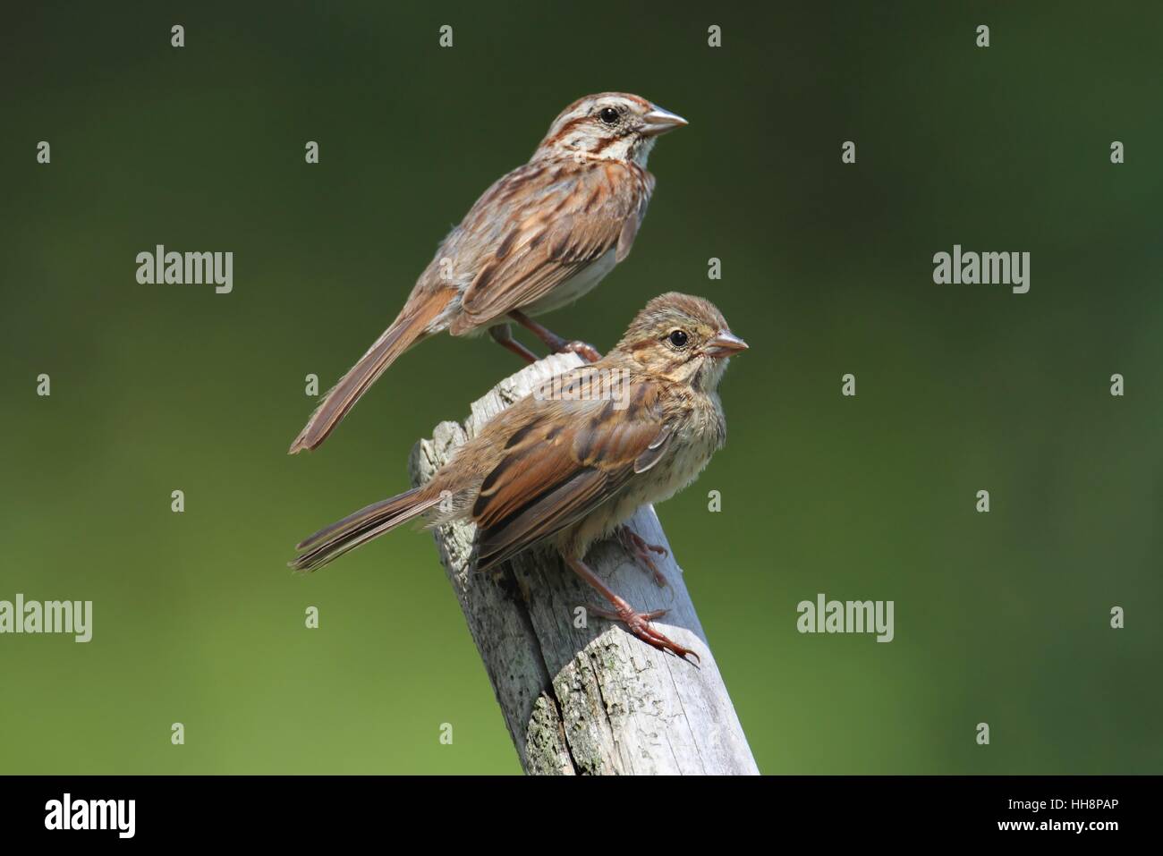 bird, birds, sparrow, wildlife, nature, tree, bird, wild, birds ...