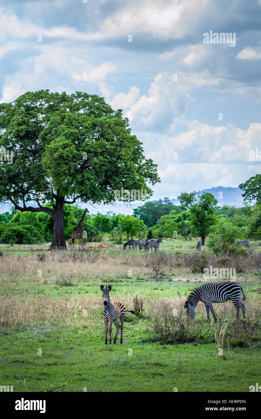 Cute baby zebra with her mother and relatives, africa wildlife, safari ...