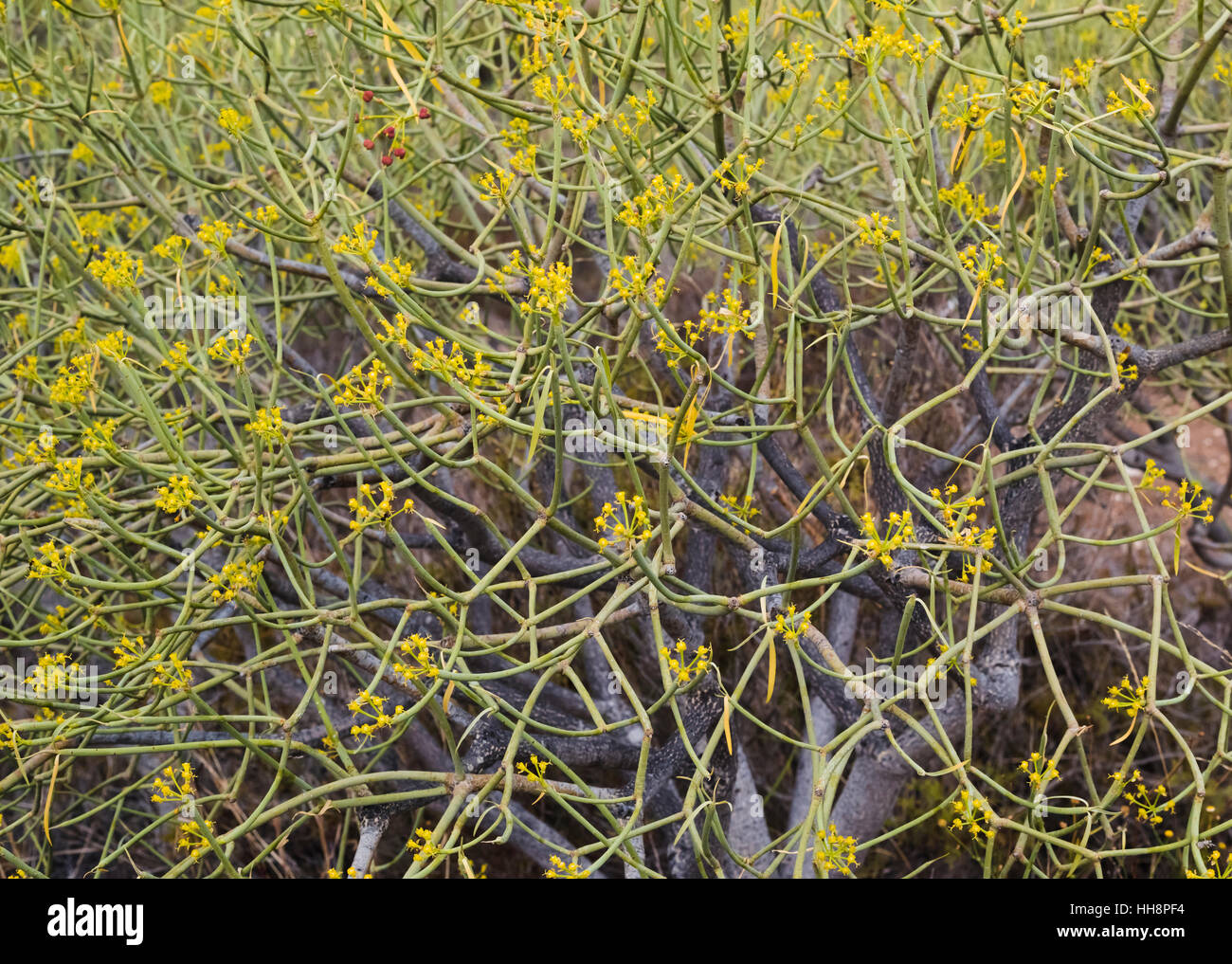 Tabaiba amarga euphorbia lamarckii hi-res stock photography and images ...