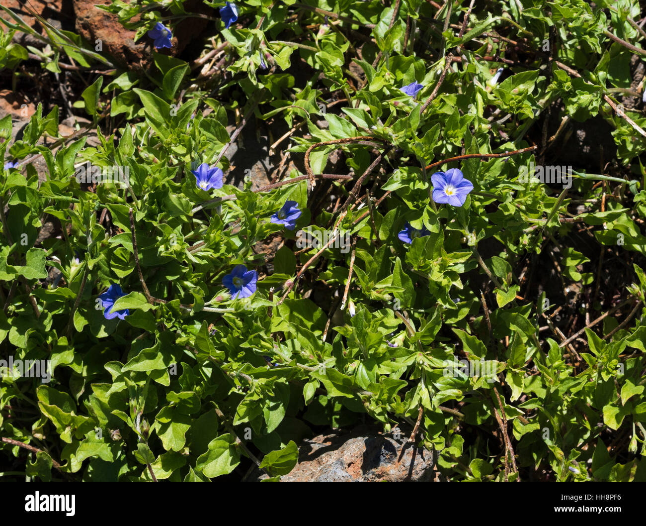 Blue Bindweed Stock Photos & Blue Bindweed Stock Images - Alamy