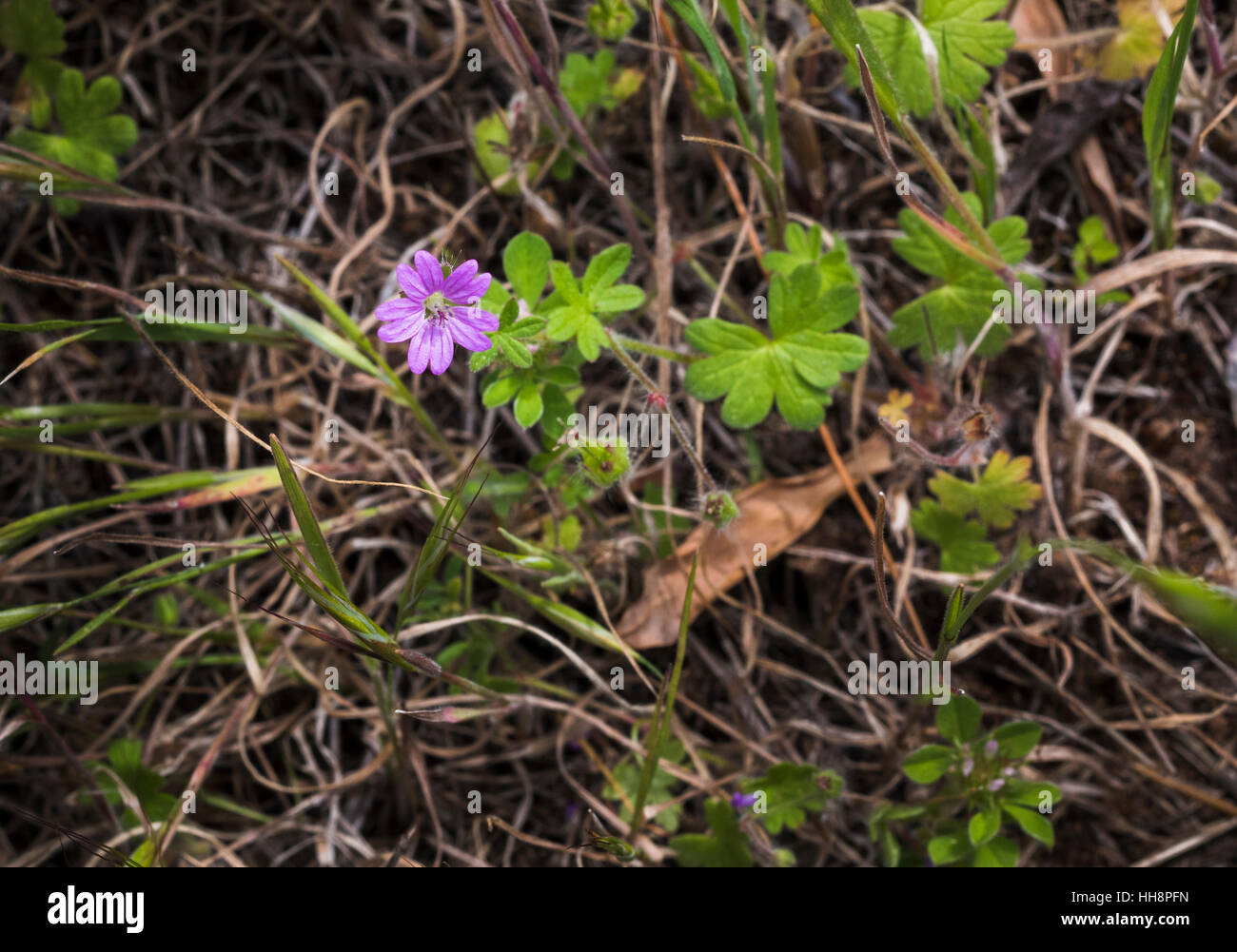 Geranium rotundifolium (round-leaved cranesbill) flowering in ...