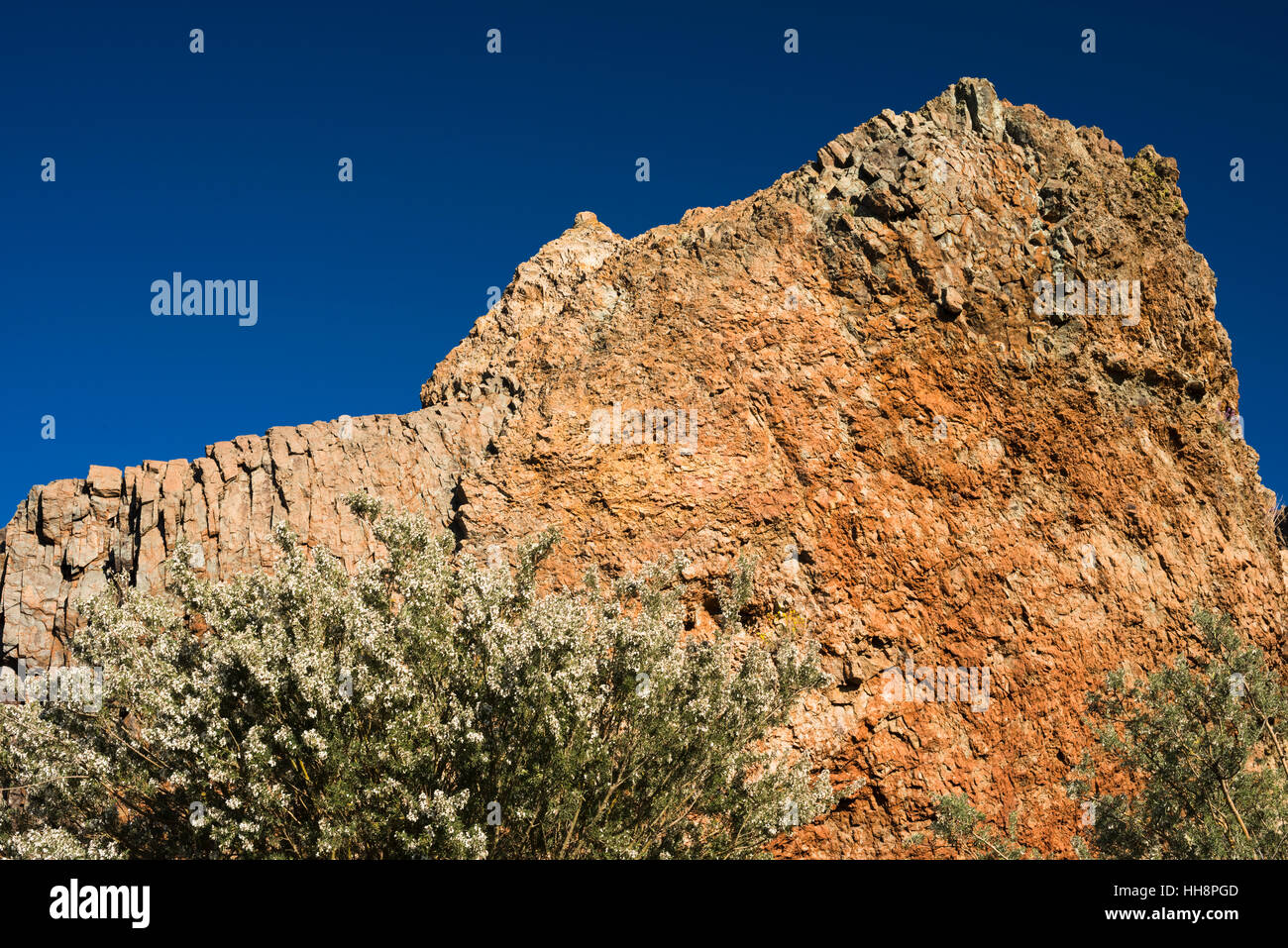 Spartocytisus supranubius (retama del Teide, Teide broom), which only ...
