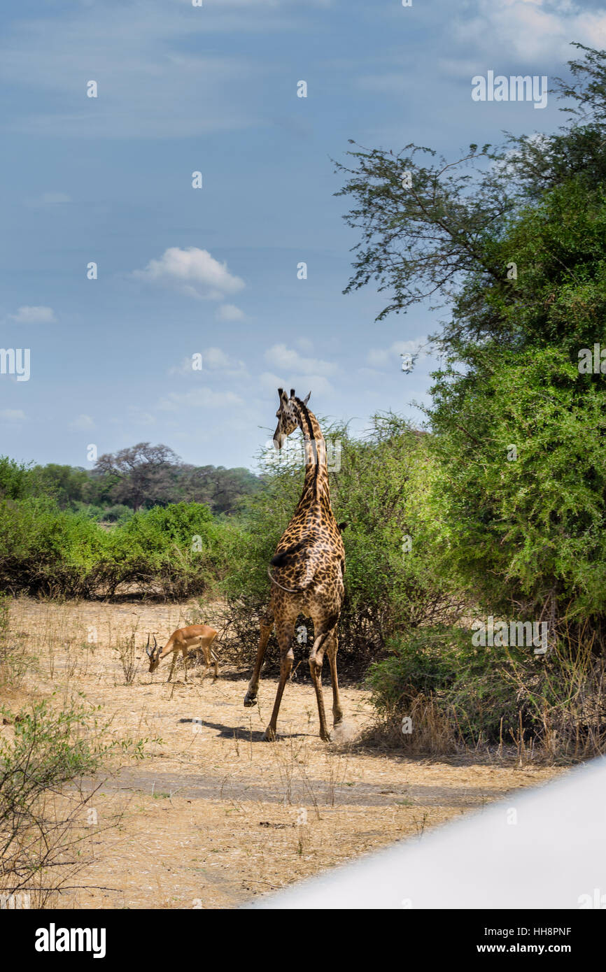 dancing giraffe and impala, african wildlife, safari Stock Photo - Alamy