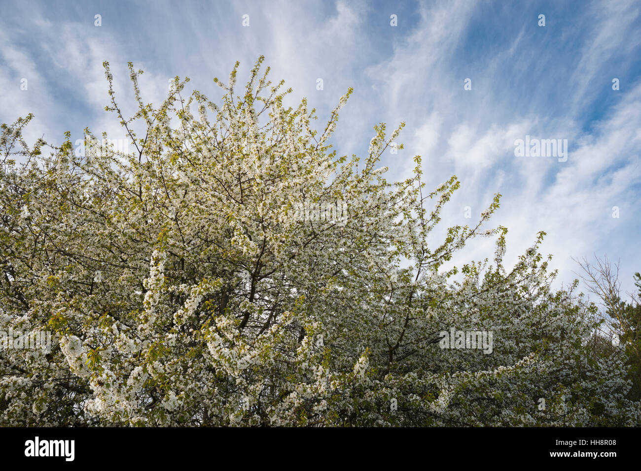 Wild cherry tree in flower in April in deciduous woodland with ...