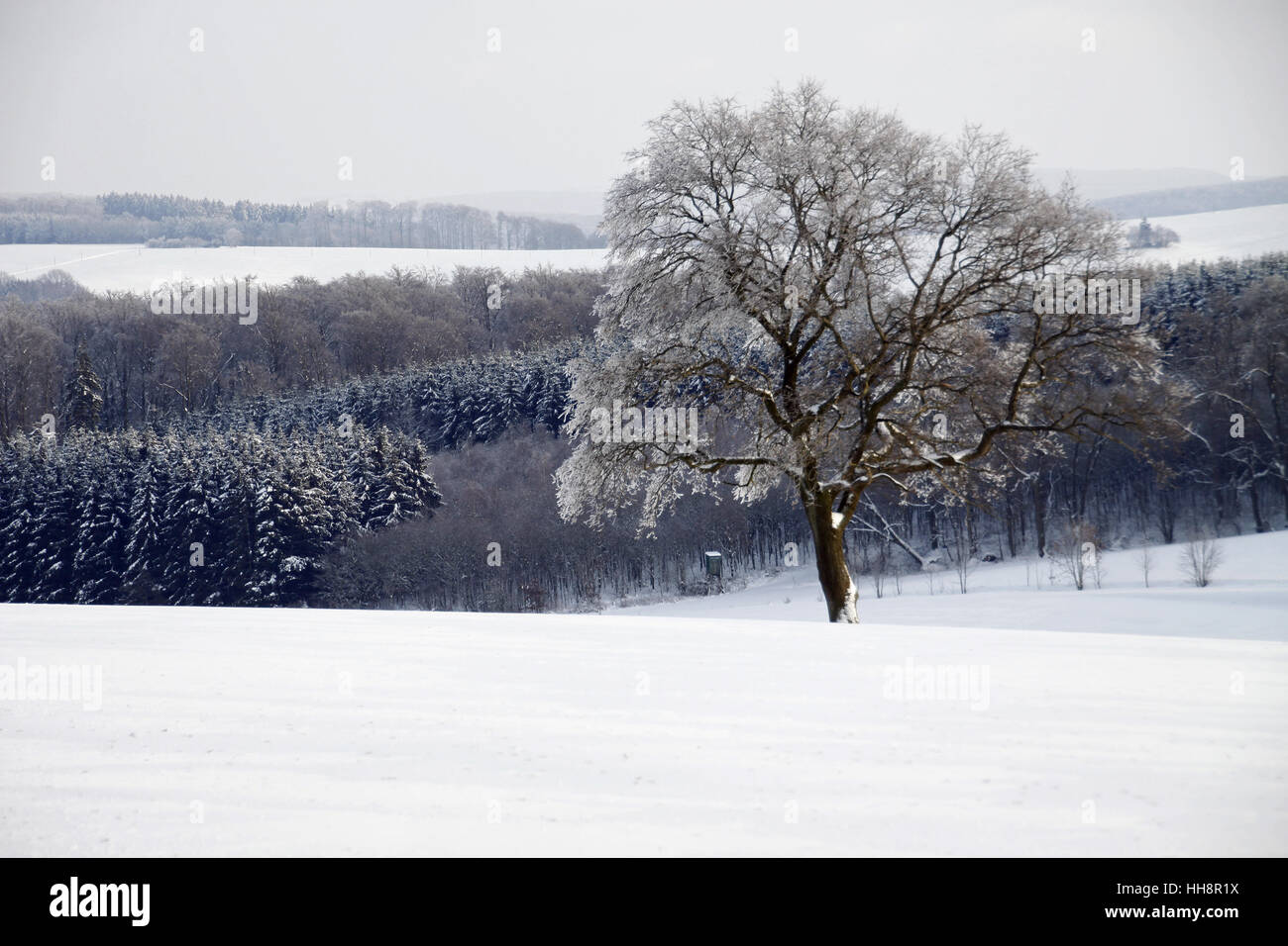 cold, blank, european, caucasian, snowy, winter landscape, icy, snow ...