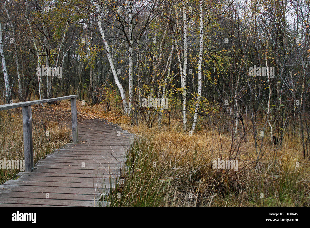 boardwalk through the hiller moor Stock Photo - Alamy