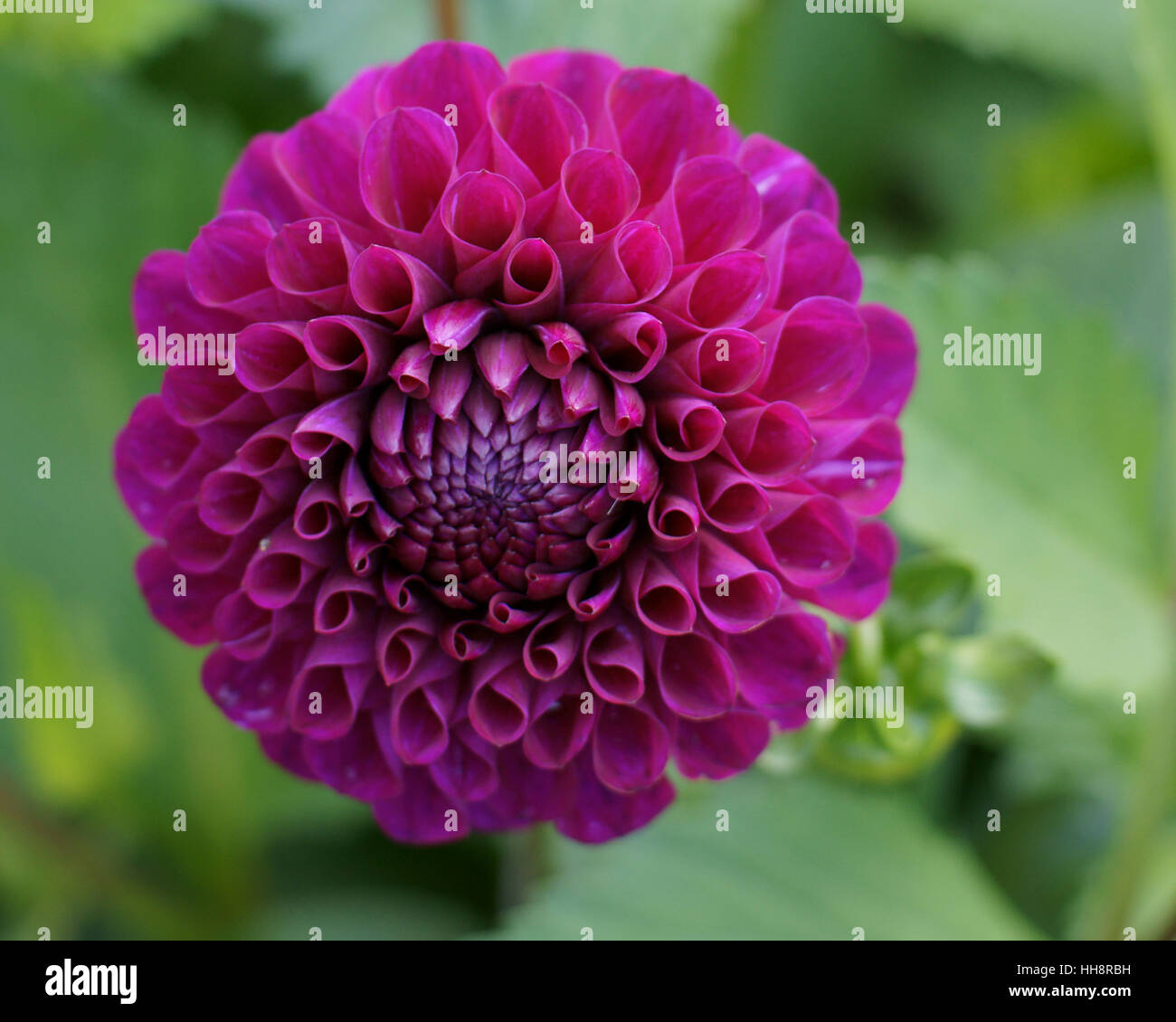 Bluebird In Flowers Stock Photos & Bluebird In Flowers Stock Images - Alamy