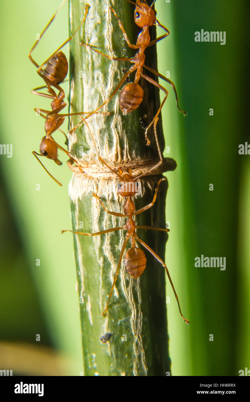 Working ants hi-res stock photography and images - Alamy